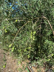 Raw Green Olives for Sale (Organic, California Grown, Large Sevillano ...