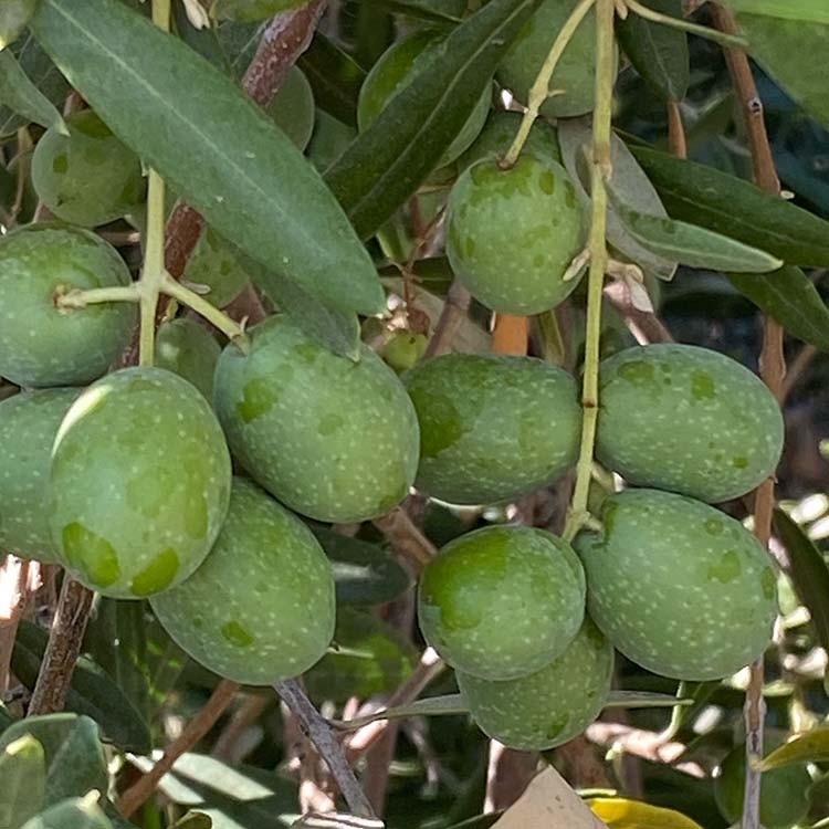 Do Olives Need to be Organic?