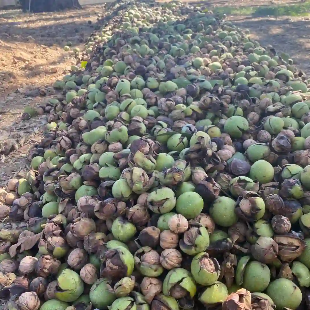 Organic Walnuts: From the Tree to Your Hands
