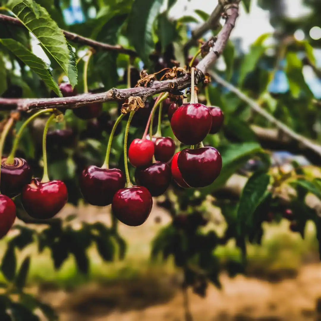 Fresh Grown Regenerative Bing Cherries (Locally Grown)