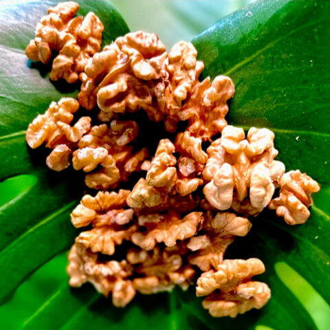 Organic Chandler Walnut in Shell (Raw, Unpasteurized)