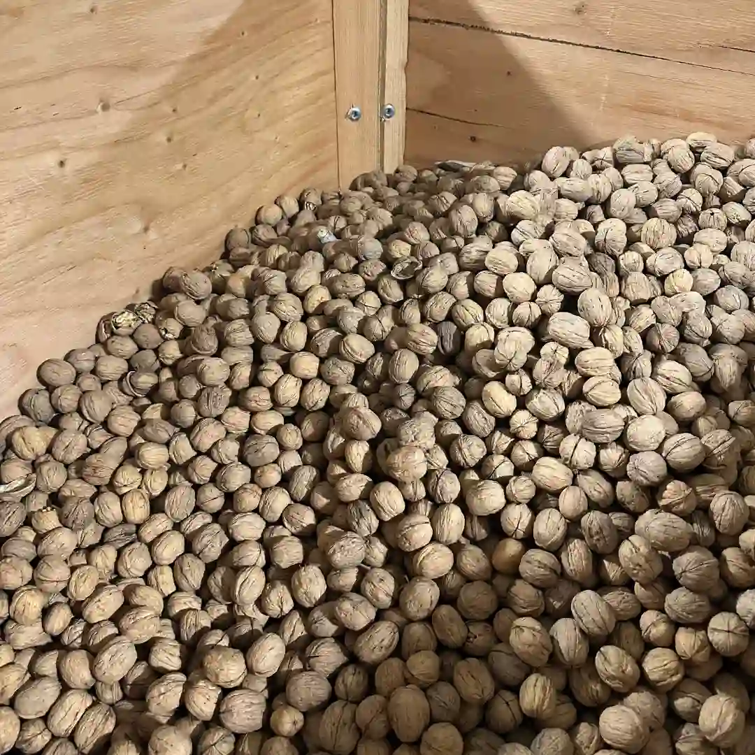 Organic Walnuts: From the Tree to Your Hands